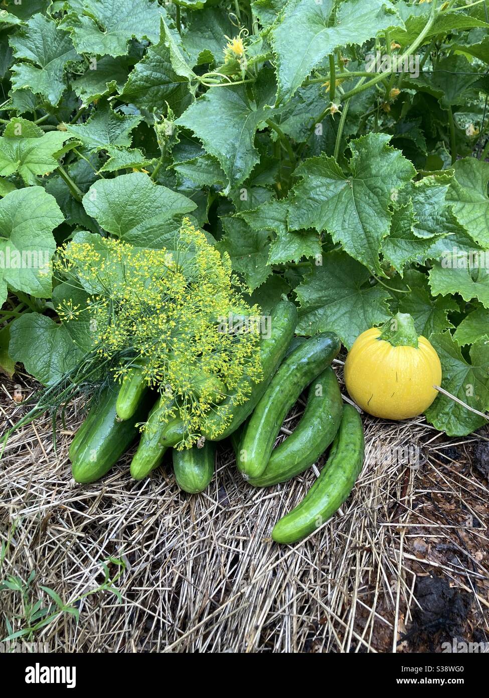 Cucumber squash hi-res stock photography and images - Alamy