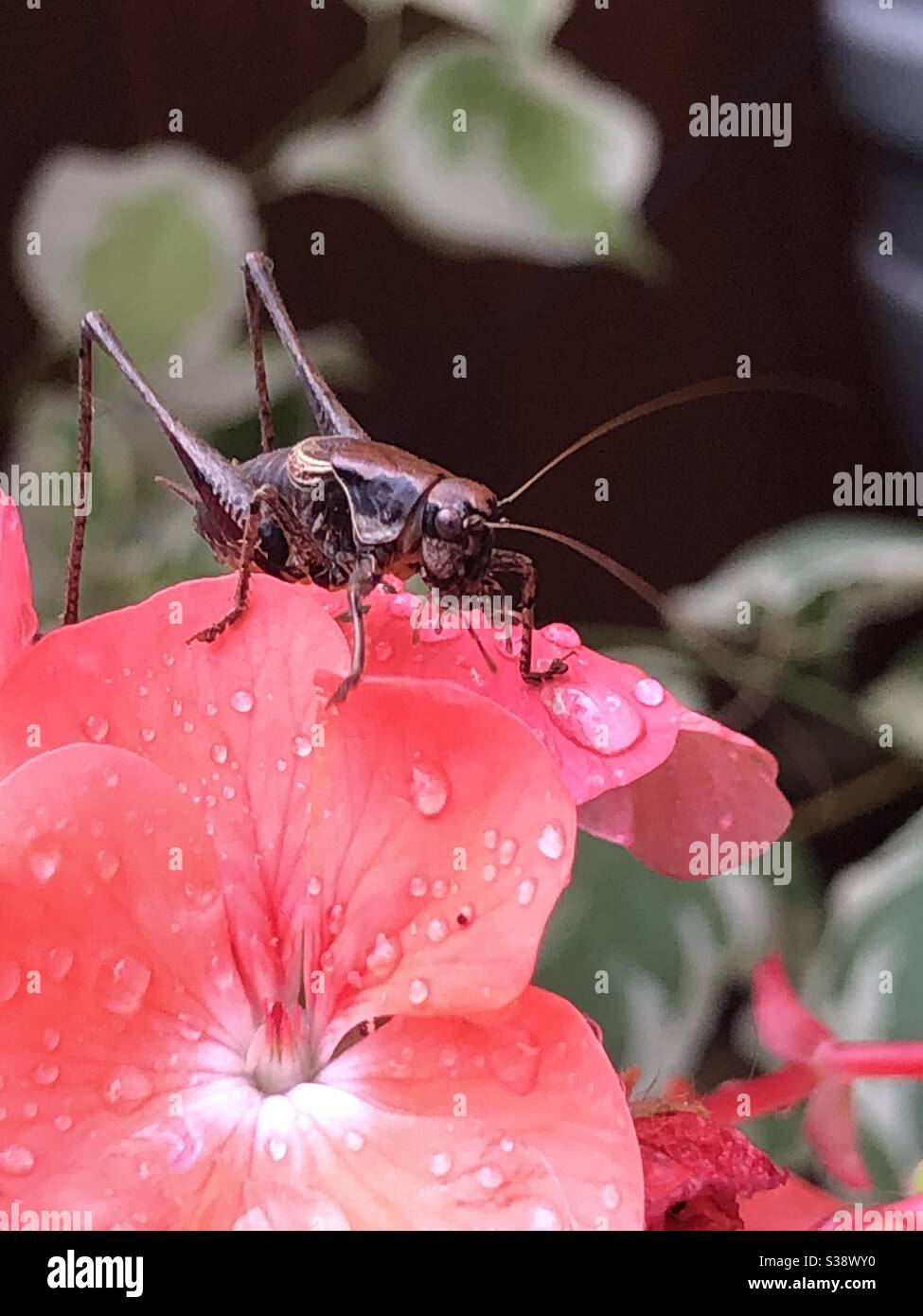 Cricket Rain High Resolution Stock Photography and Images - Alamy