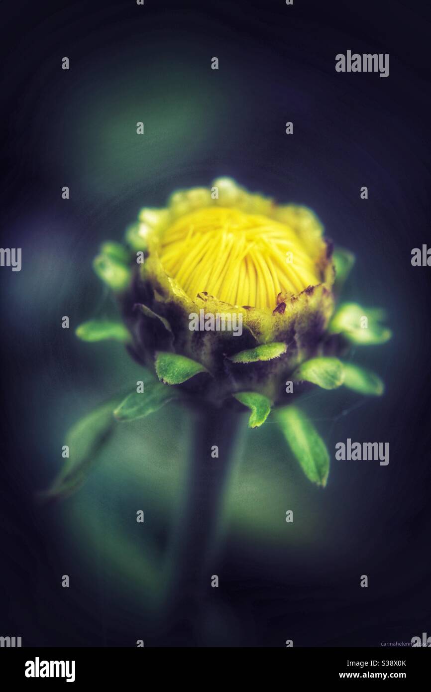 Darkflower hi-res stock photography and images - Alamy