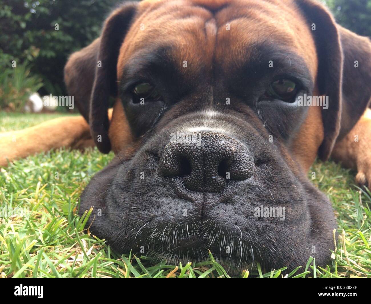 Close up beautiful boxer dog face Stock Photo - Alamy