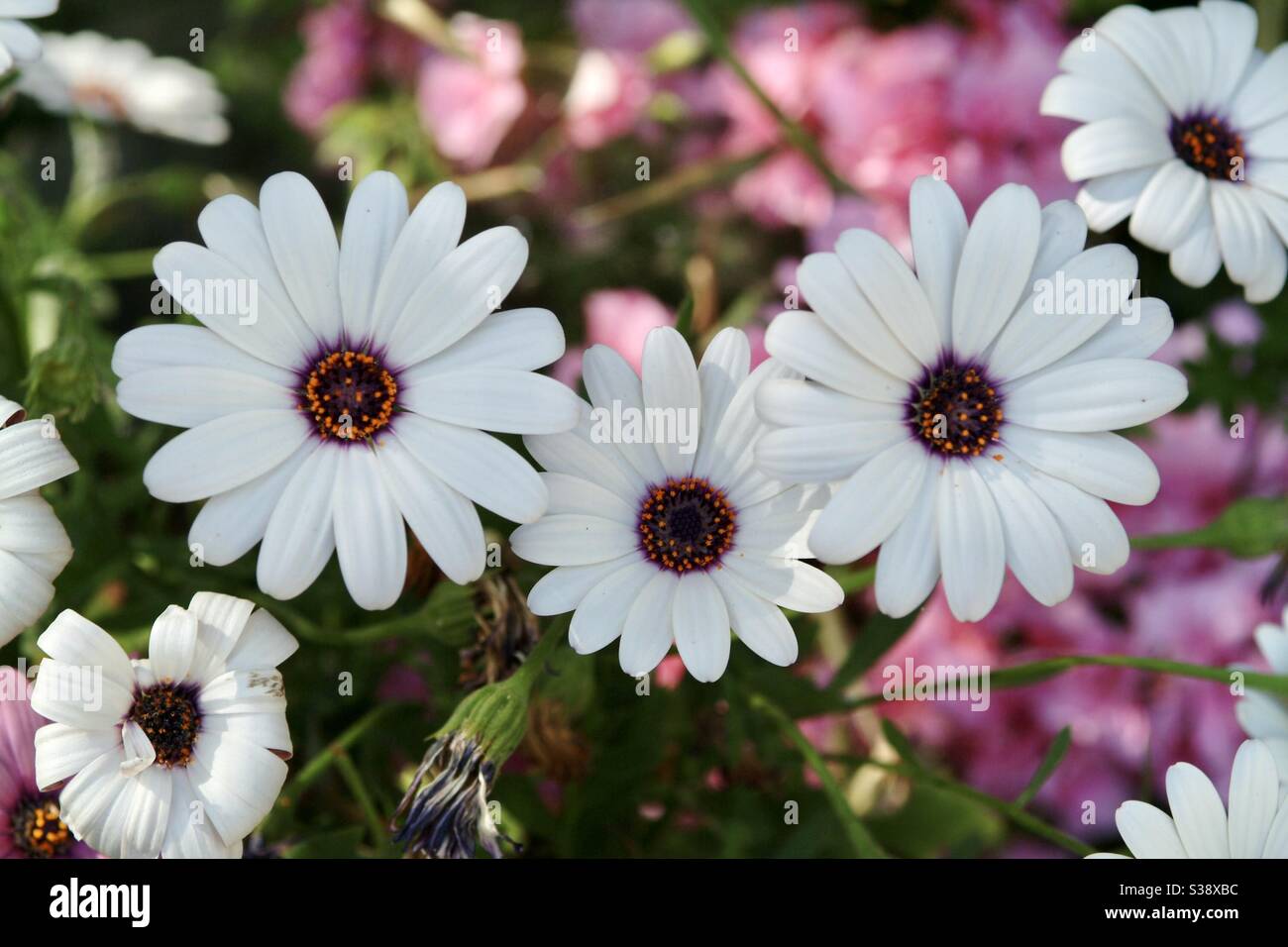 Moon flowers hi-res stock photography and images - Alamy