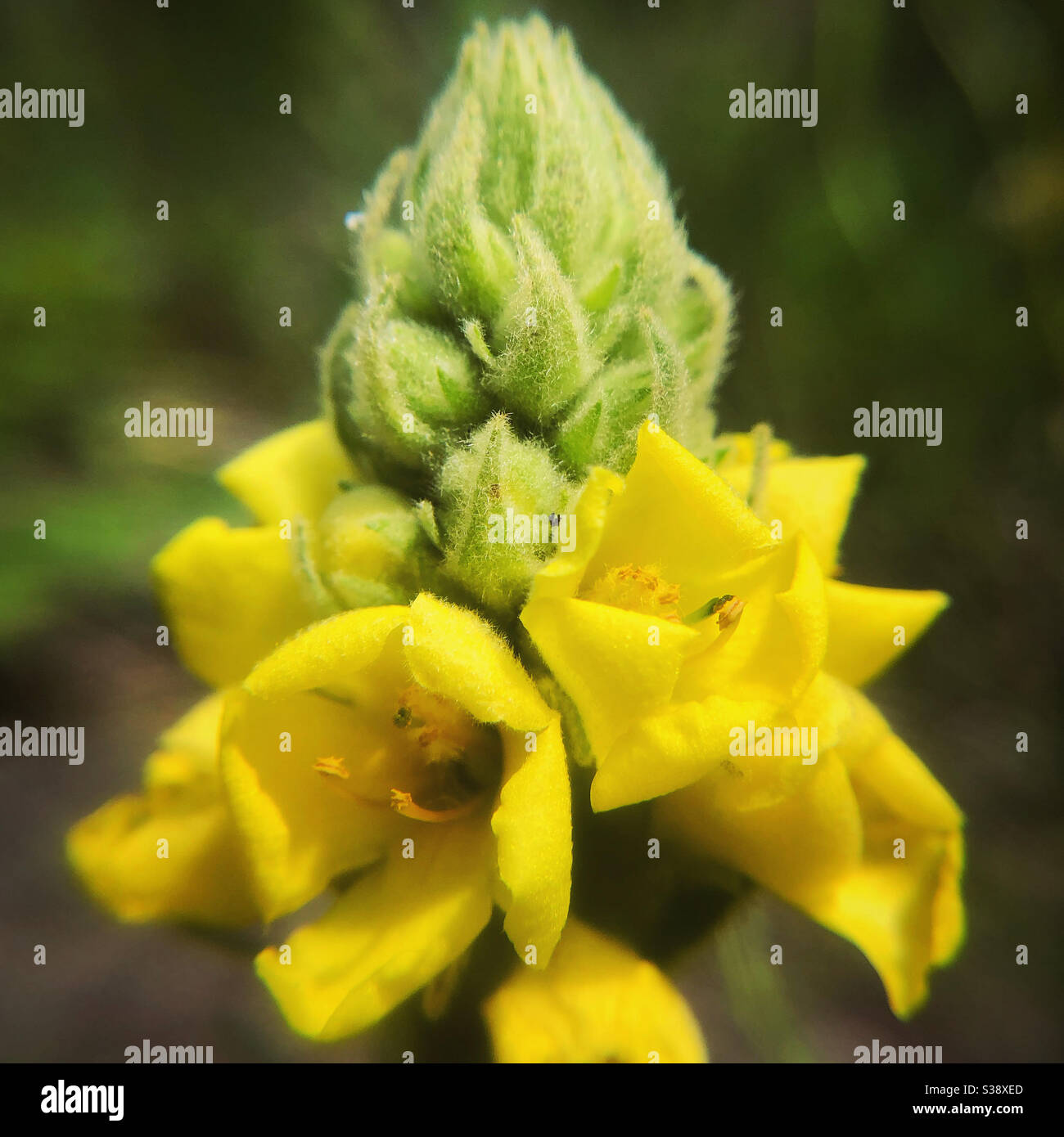 Mullein field hi-res stock photography and images - Alamy