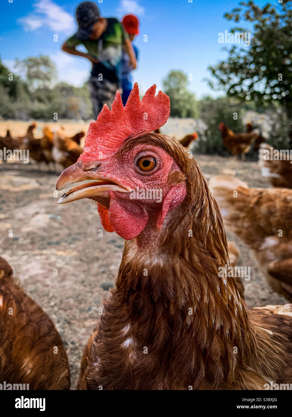 Hen pecked hi-res stock photography and images - Alamy