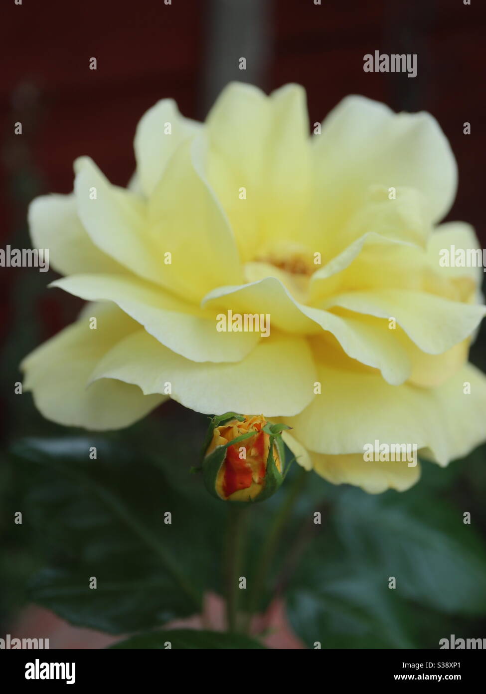 Yellow English Rose and Bud! Stock Photo - Alamy