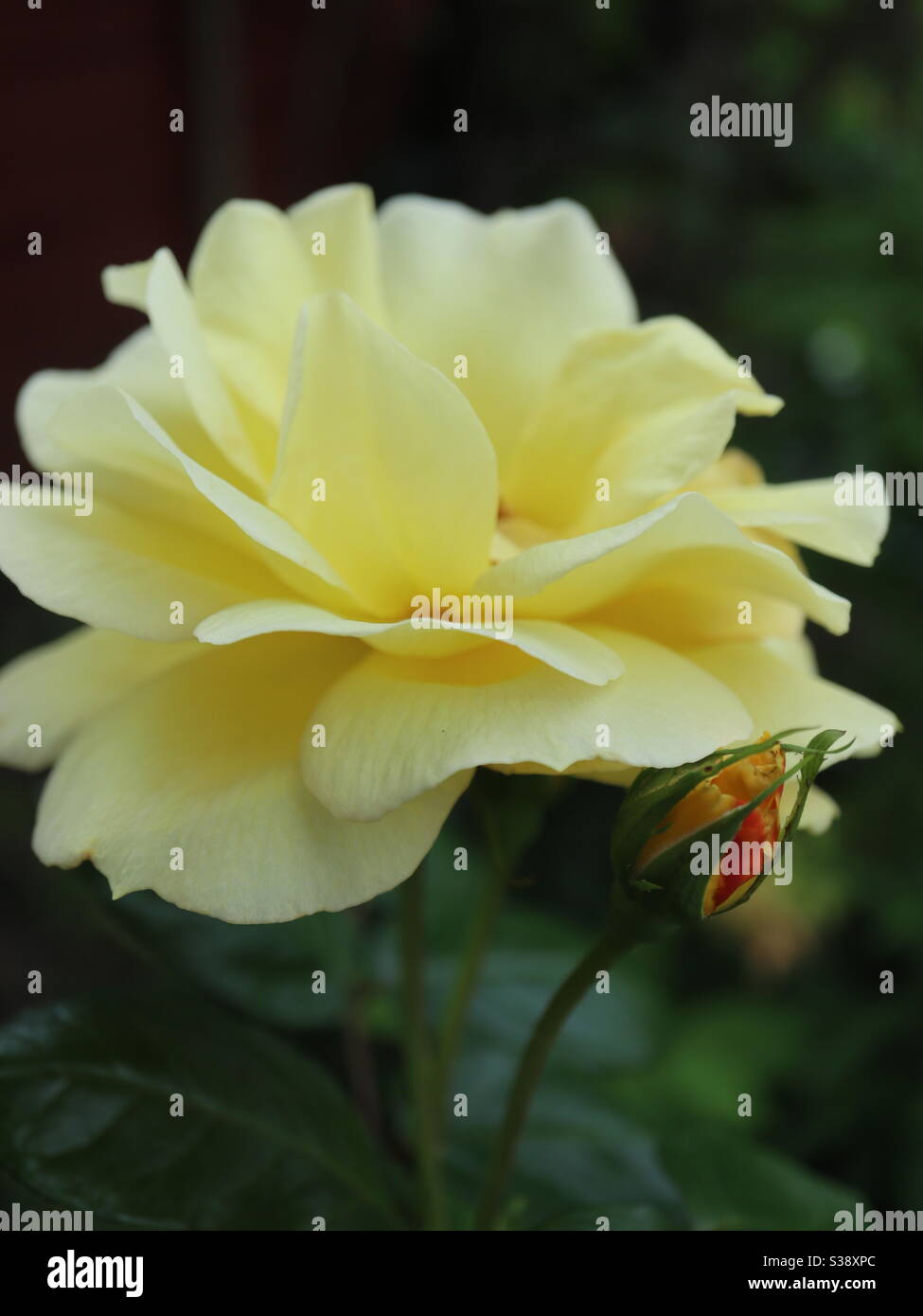 Yellow english rose hi-res stock photography and images - Alamy