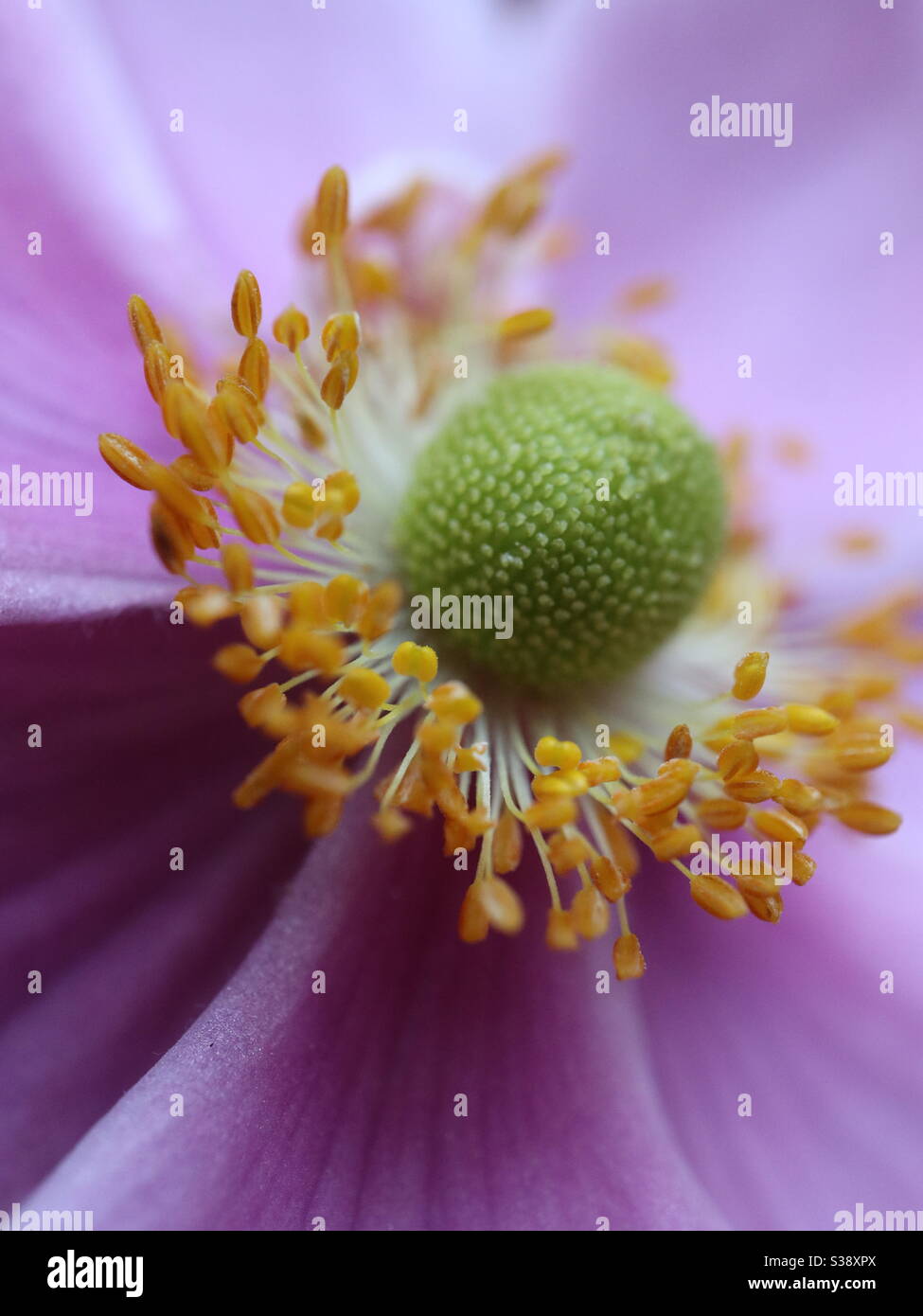 Macro flower Japanese Thimbleweed Stock Photo - Alamy
