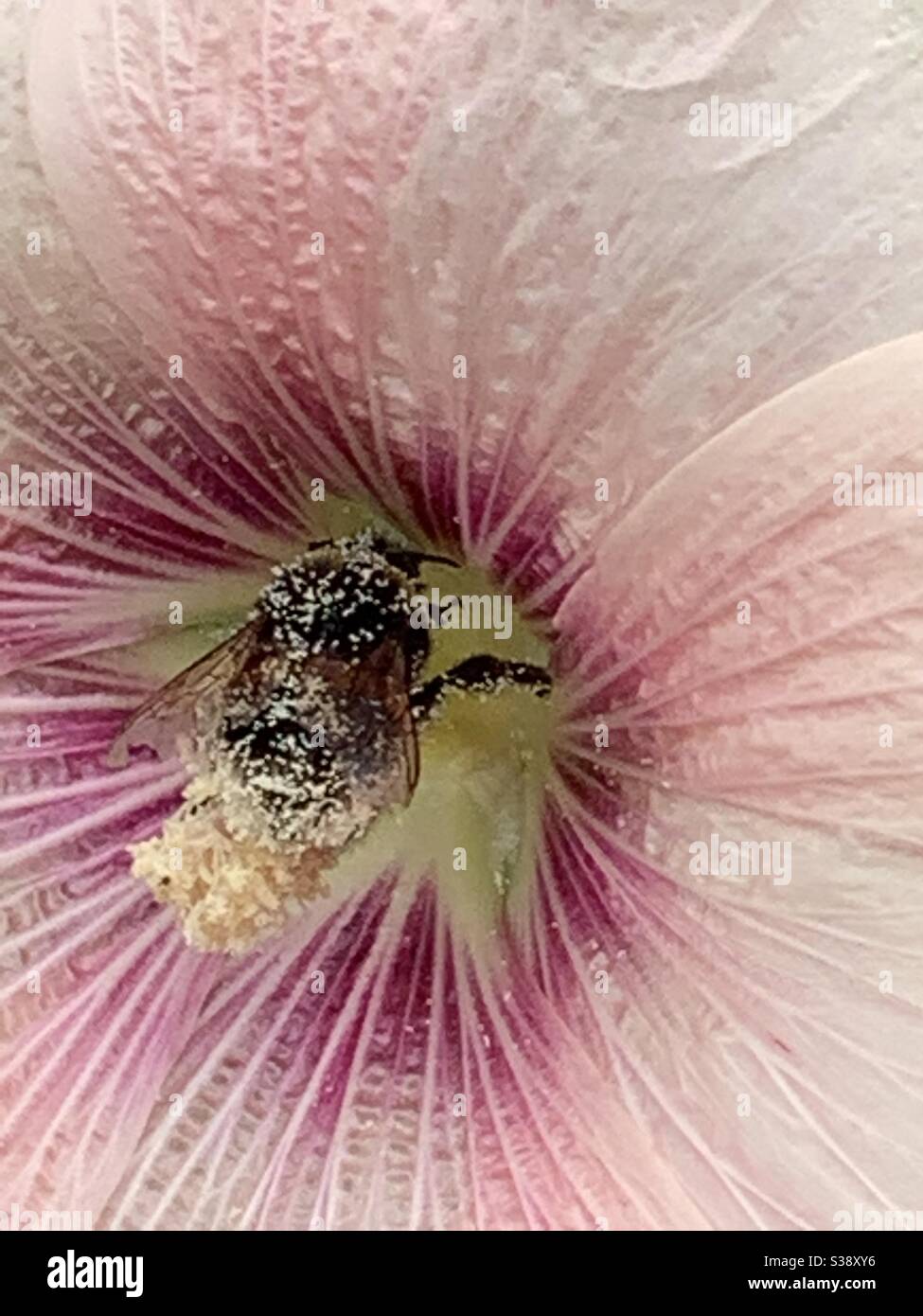 Bee pollen covered hi-res stock photography and images - Alamy