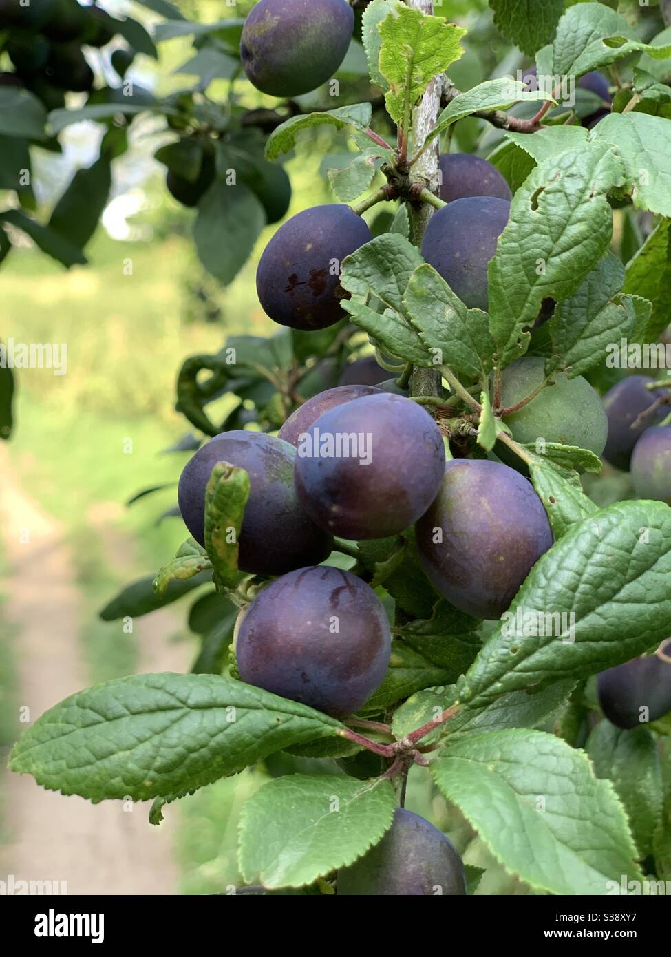 Damsons hi-res stock photography and images - Alamy