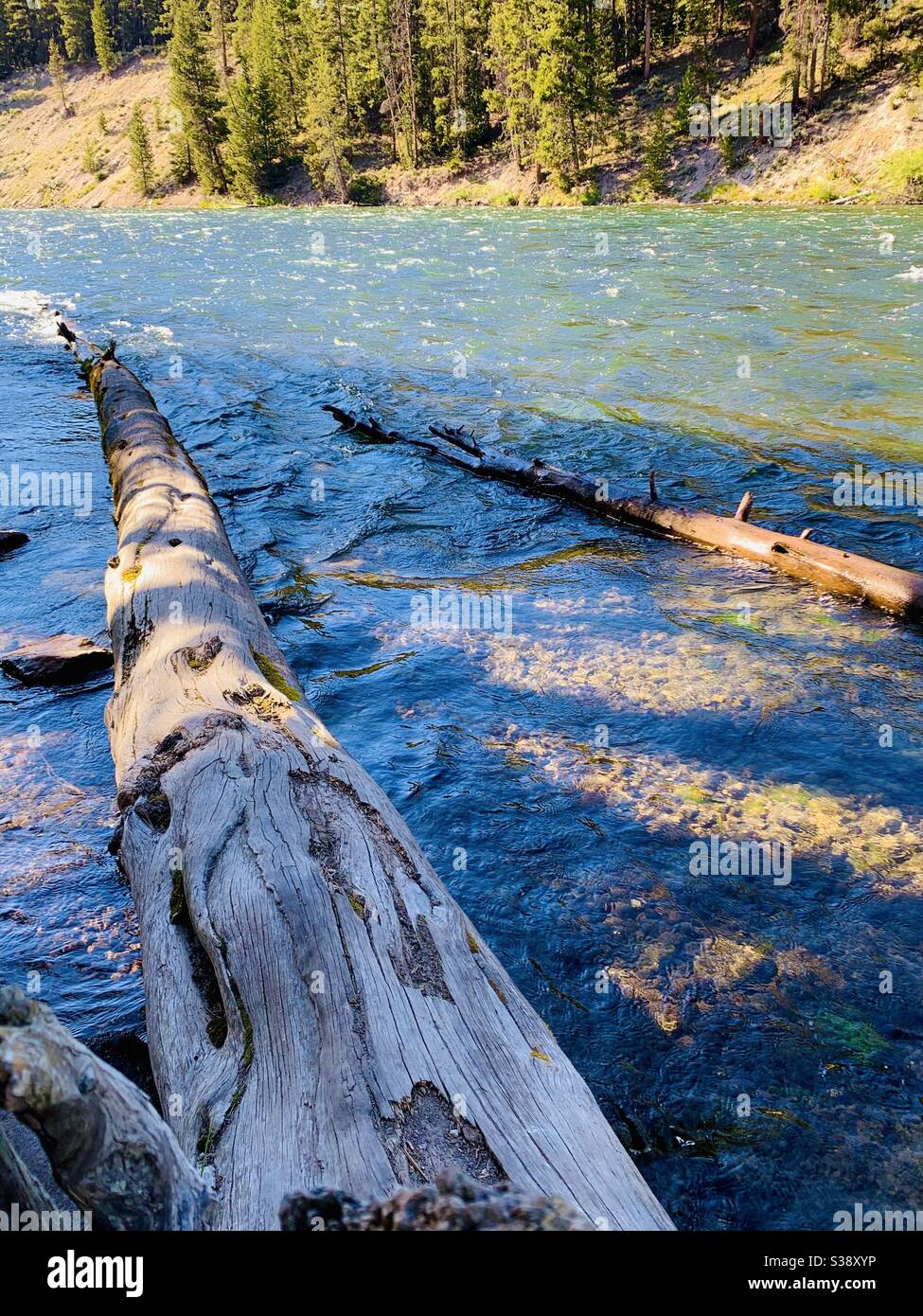 River fallen dead tree in hi-res stock photography and images - Alamy