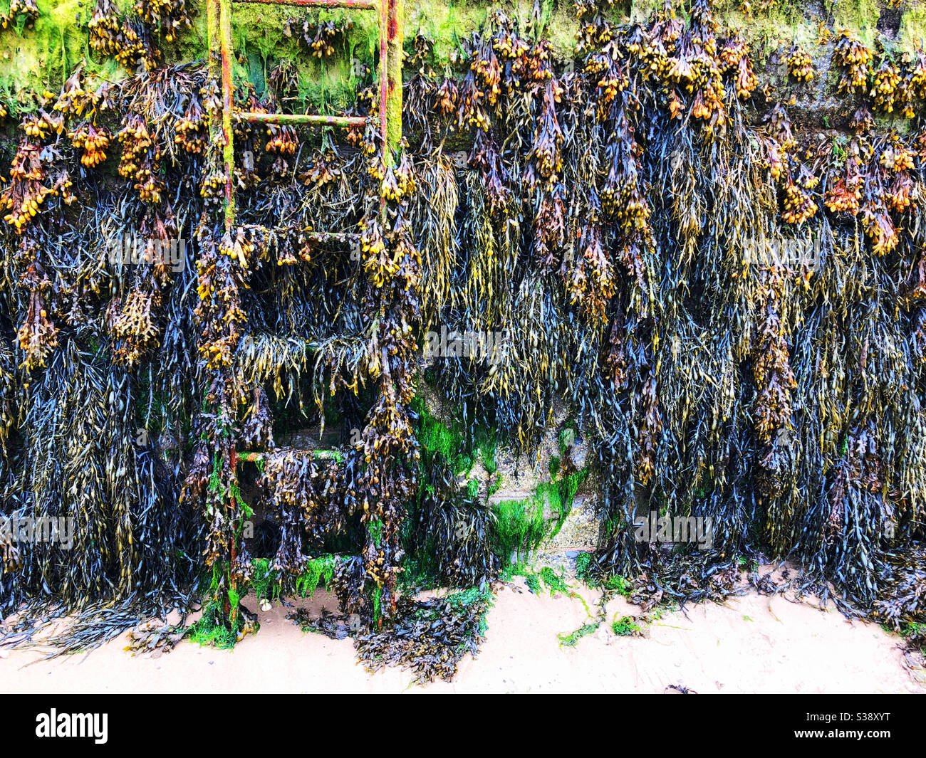 Seaweed covered ladder leading up from a harbour Stock Photo - Alamy