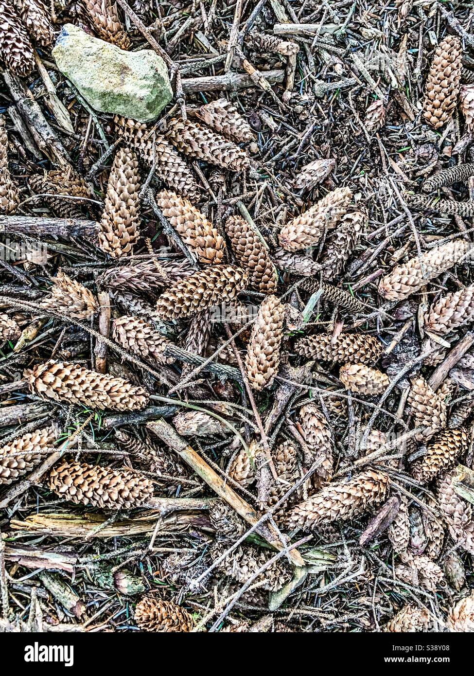 Conifer seeds tree hi-res stock photography and images - Alamy