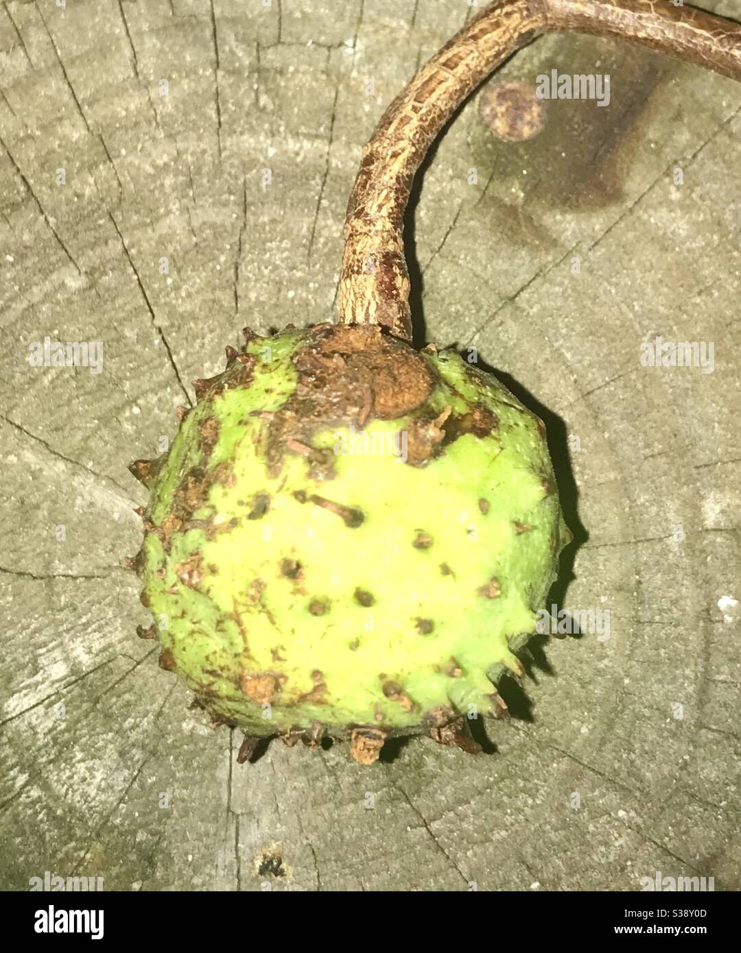 Horse chestnut pod Stock Photo - Alamy