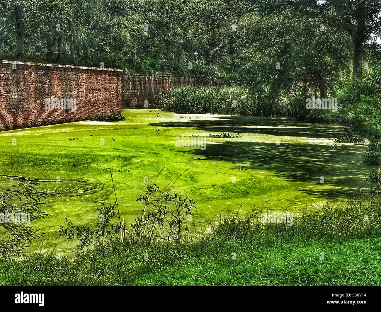 Swamp algae hi-res stock photography and images - Alamy