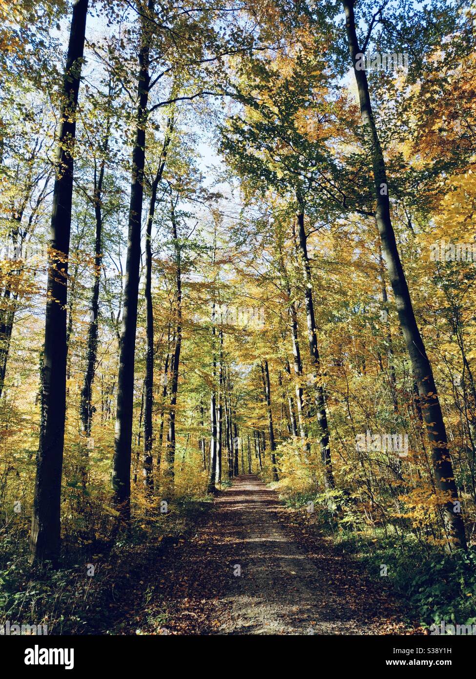 Autumn colors in forest in Germany Stock Photo - Alamy