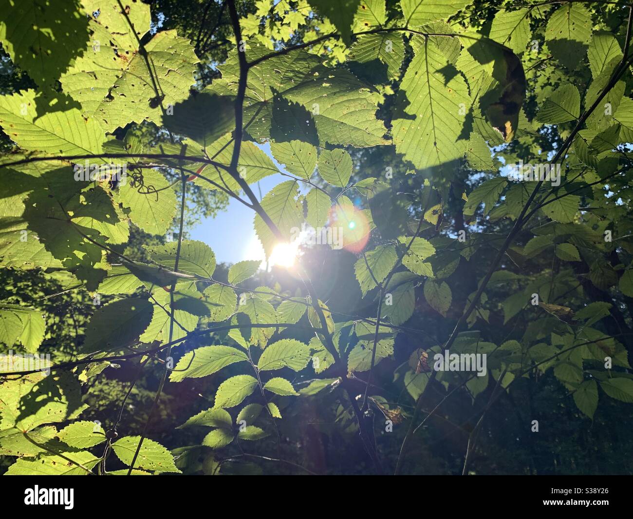 Canopy sunlight hi-res stock photography and images - Alamy