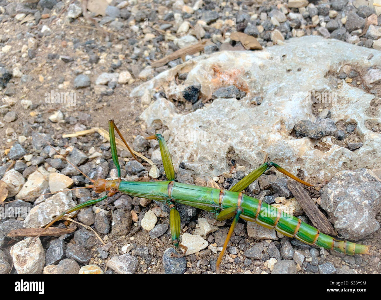 Stick bug hi-res stock photography and images - Alamy