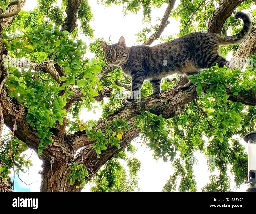 Lucy in a tree Stock Photo - Alamy