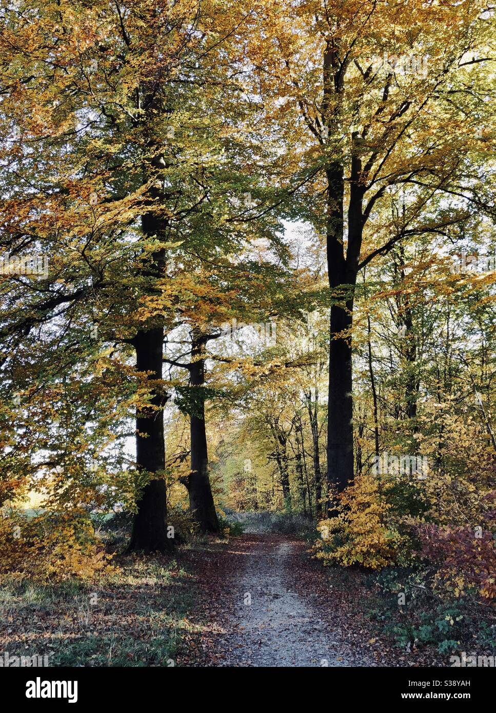 Autumn colors in forest, Bielefeld, Germany Stock Photo - Alamy