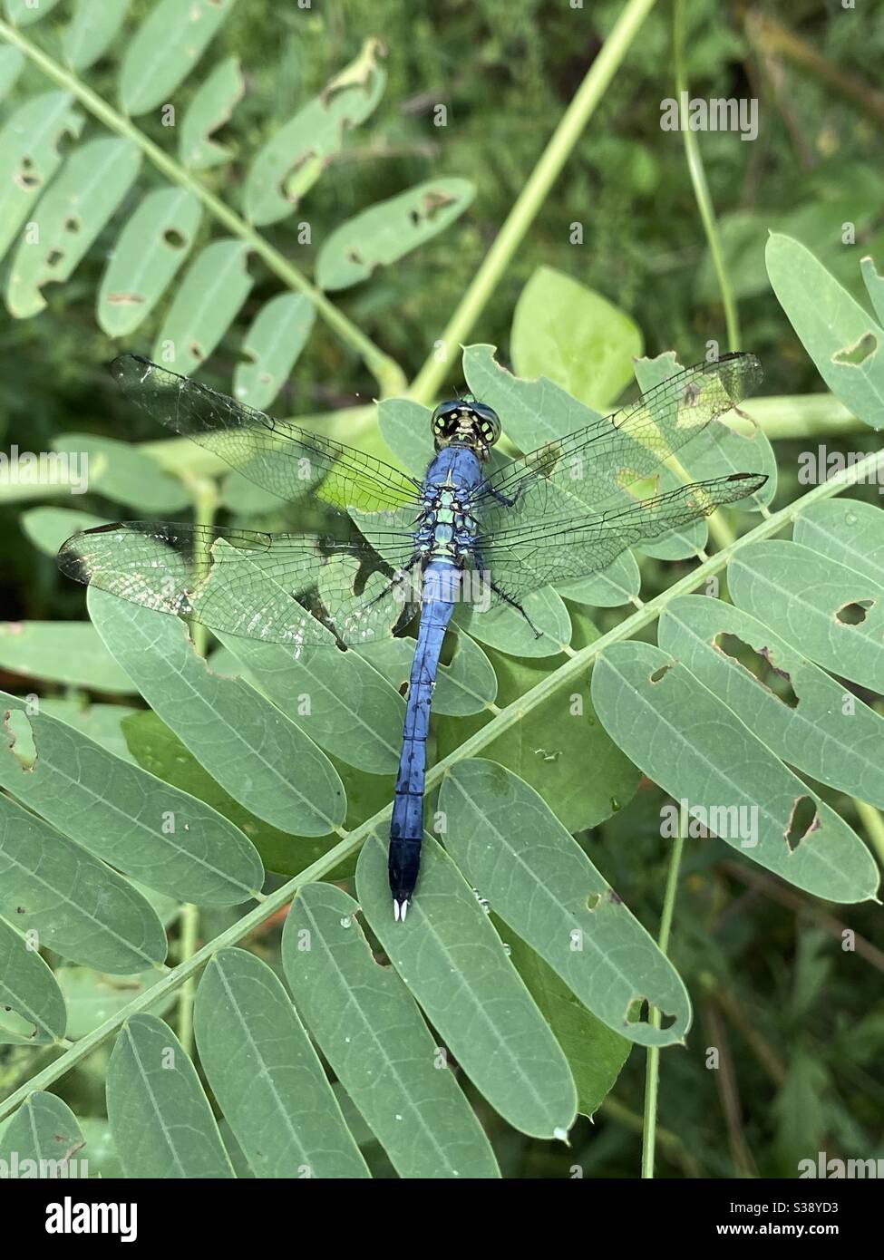 Blue darter hi-res stock photography and images - Alamy