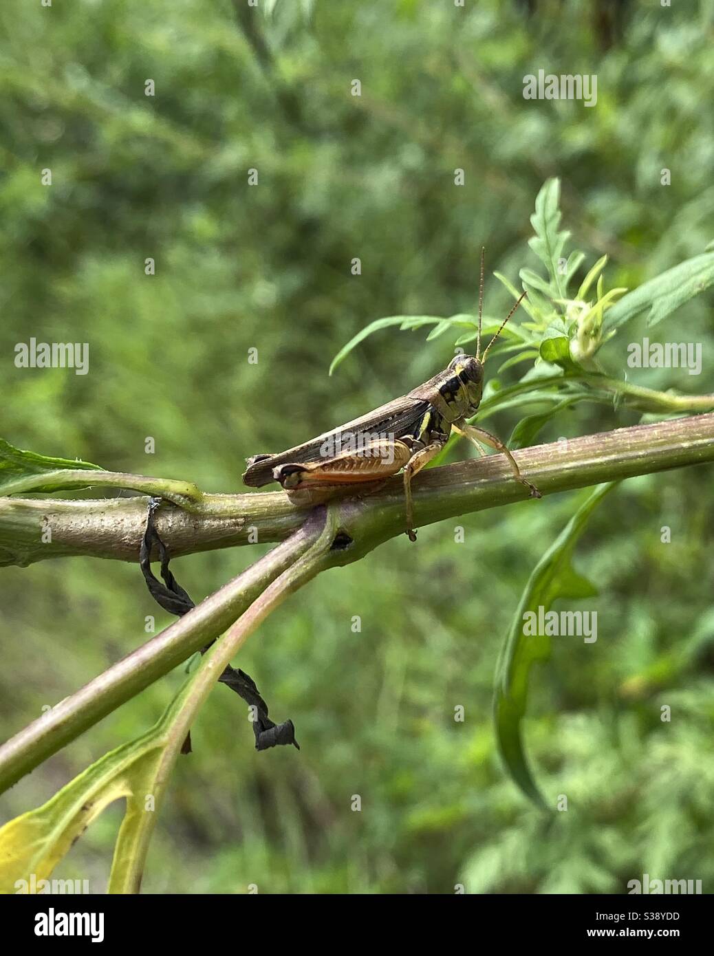 Colorful grasshopper resting on forest plant Stock Photo - Alamy