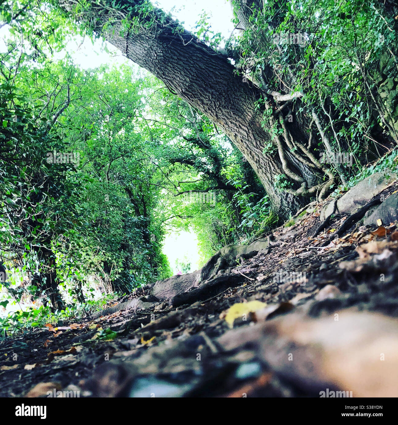 Woodland arch hi-res stock photography and images - Alamy