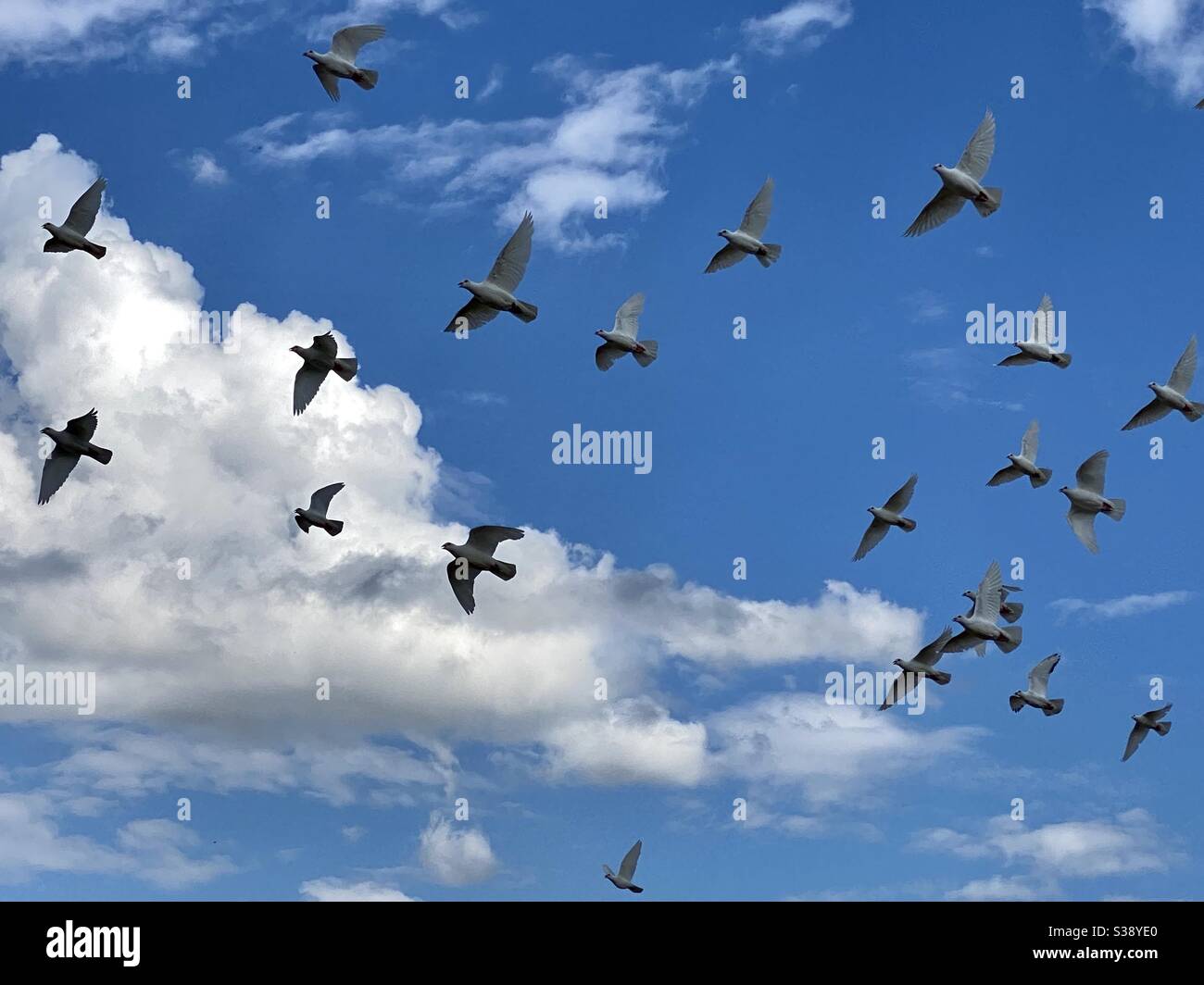 Doves in flight Stock Photo - Alamy