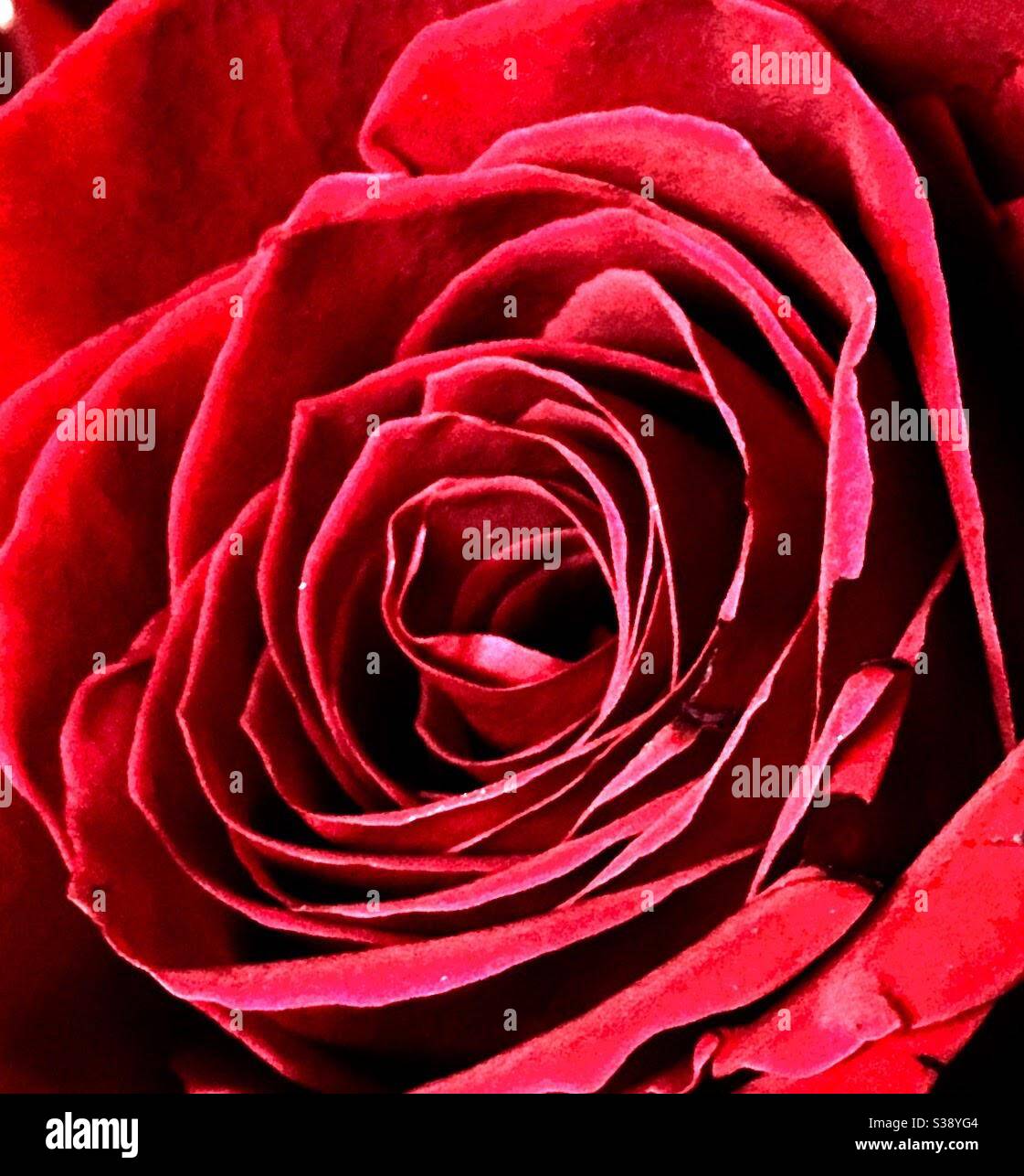 Sweetheart rose hi-res stock photography and images - Alamy