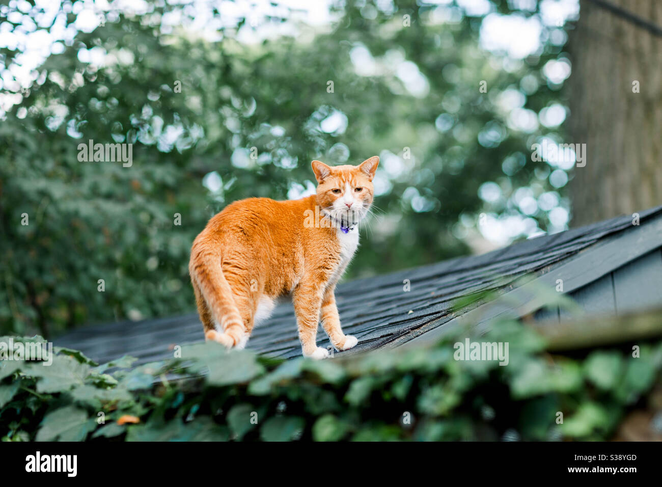 Wild cats pets hi-res stock photography and images - Alamy