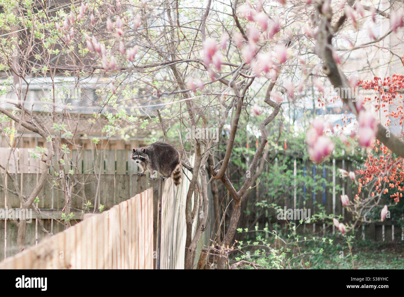 Garden raccoon hi-res stock photography and images - Alamy