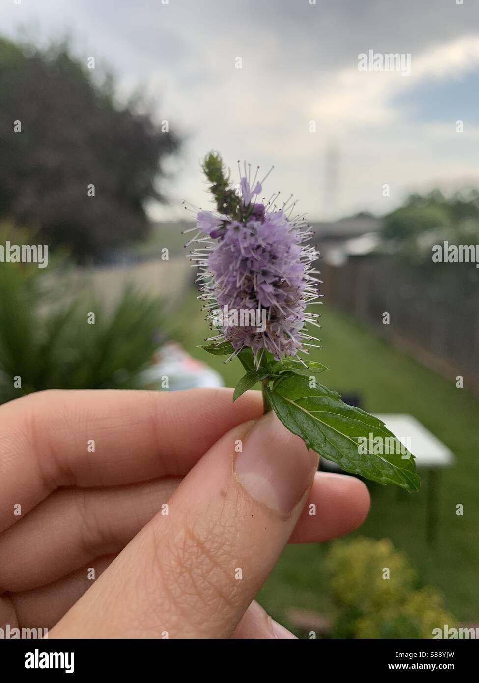 Mint herb plant hi-res stock photography and images - Alamy
