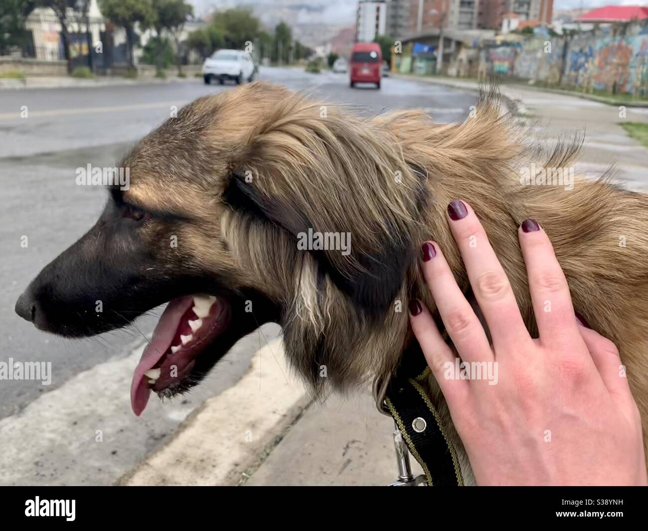 German shepard walking hi-res stock photography and images - Alamy