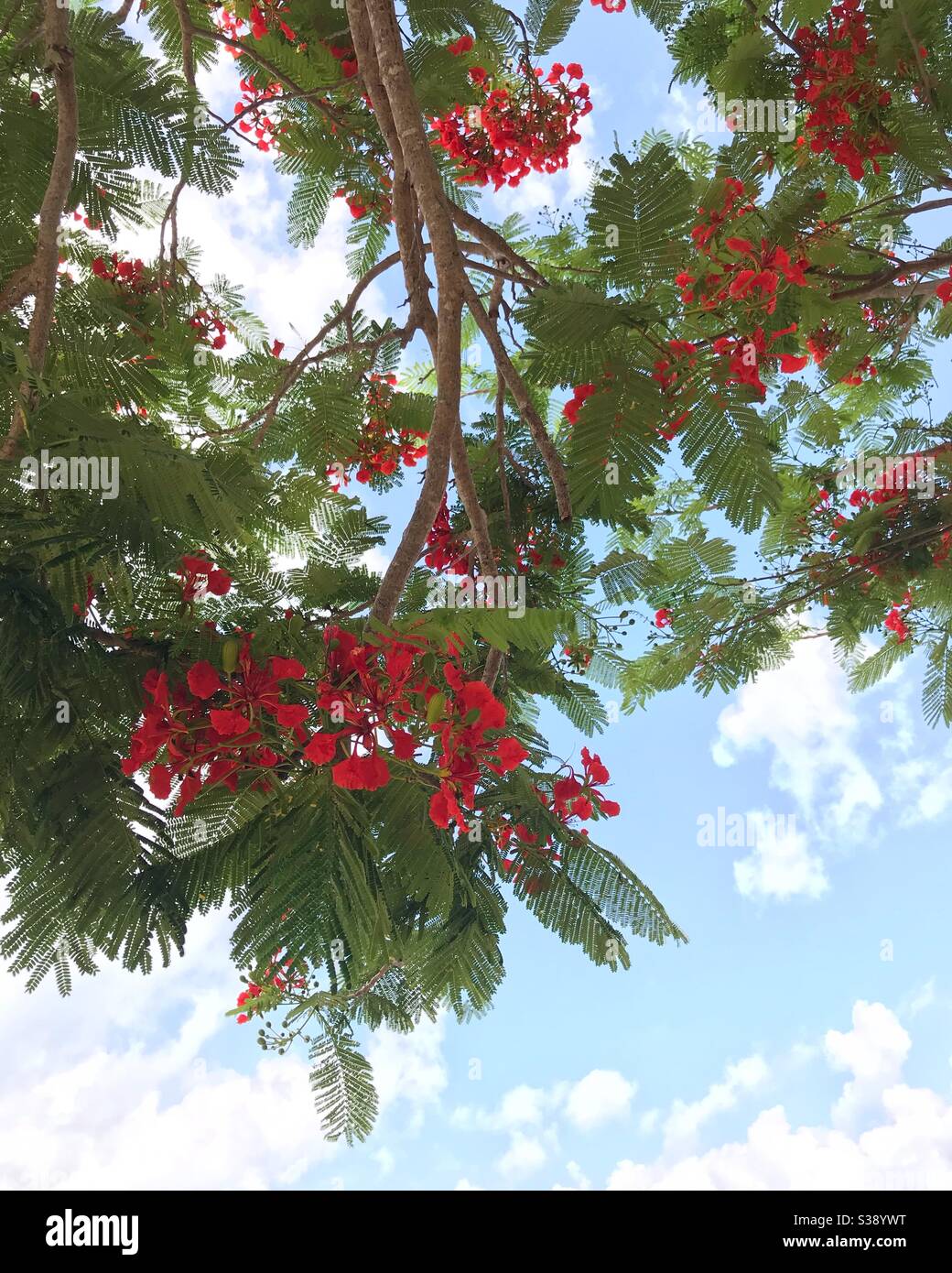 Flora of thailand hi-res stock photography and images - Alamy