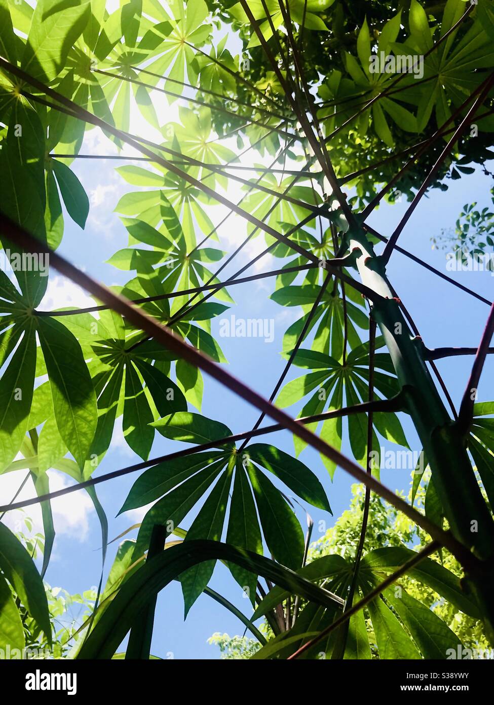 Tapioca Plant High Resolution Stock Photography and Images - Alamy