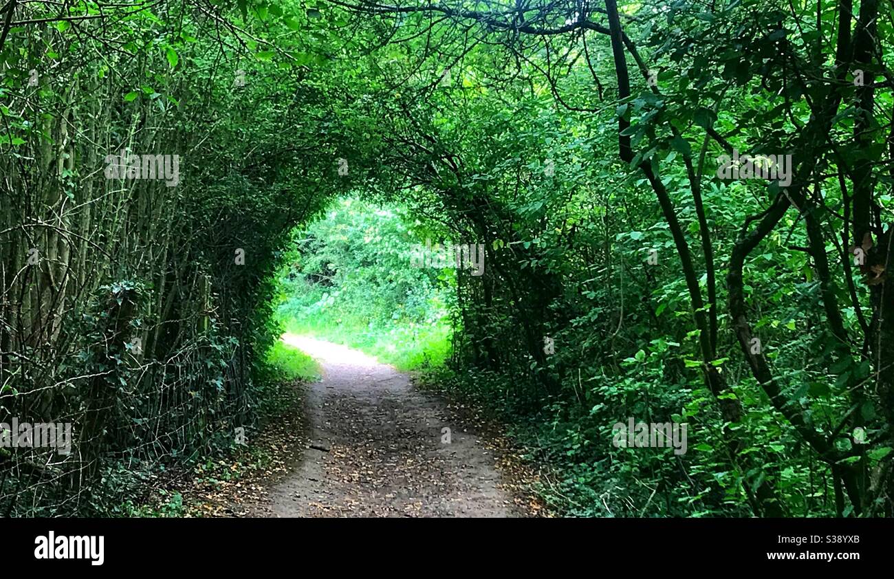Arch bush frome valley walkway Stock Photo - Alamy