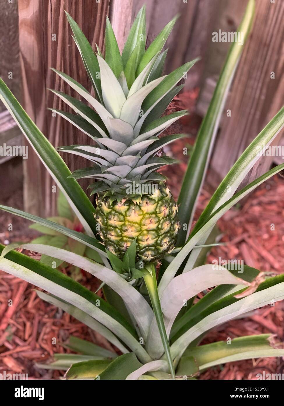Miniature pineapple hi-res stock photography and images - Alamy