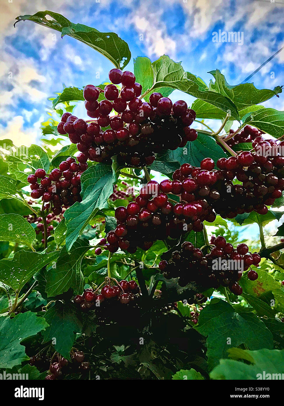 Large clusters of viburnum berries Stock Photo - Alamy