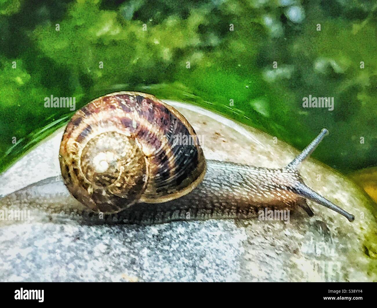 A snail in a rock pool Stock Photo - Alamy
