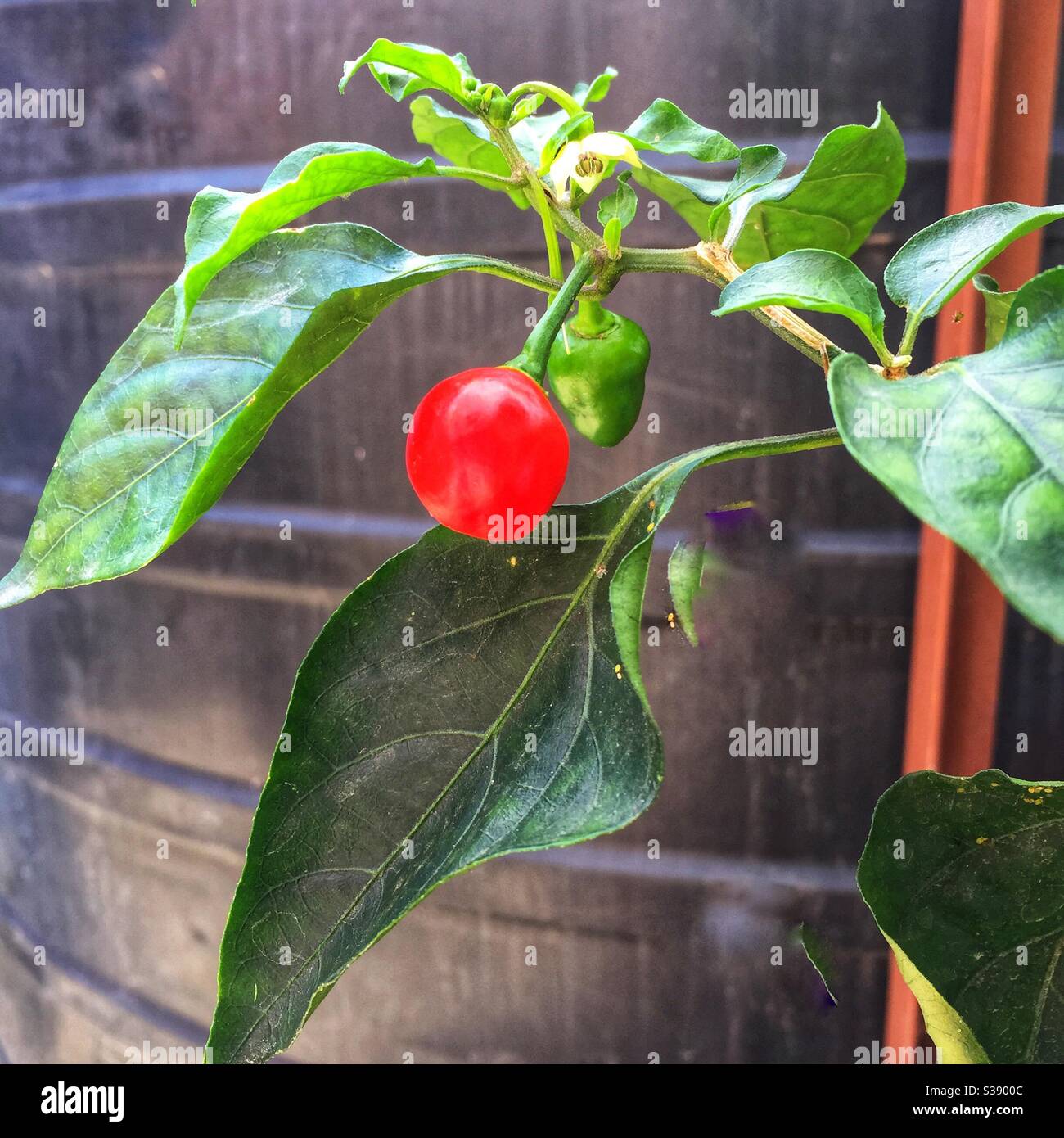 Plant chilly hi-res stock photography and images - Alamy