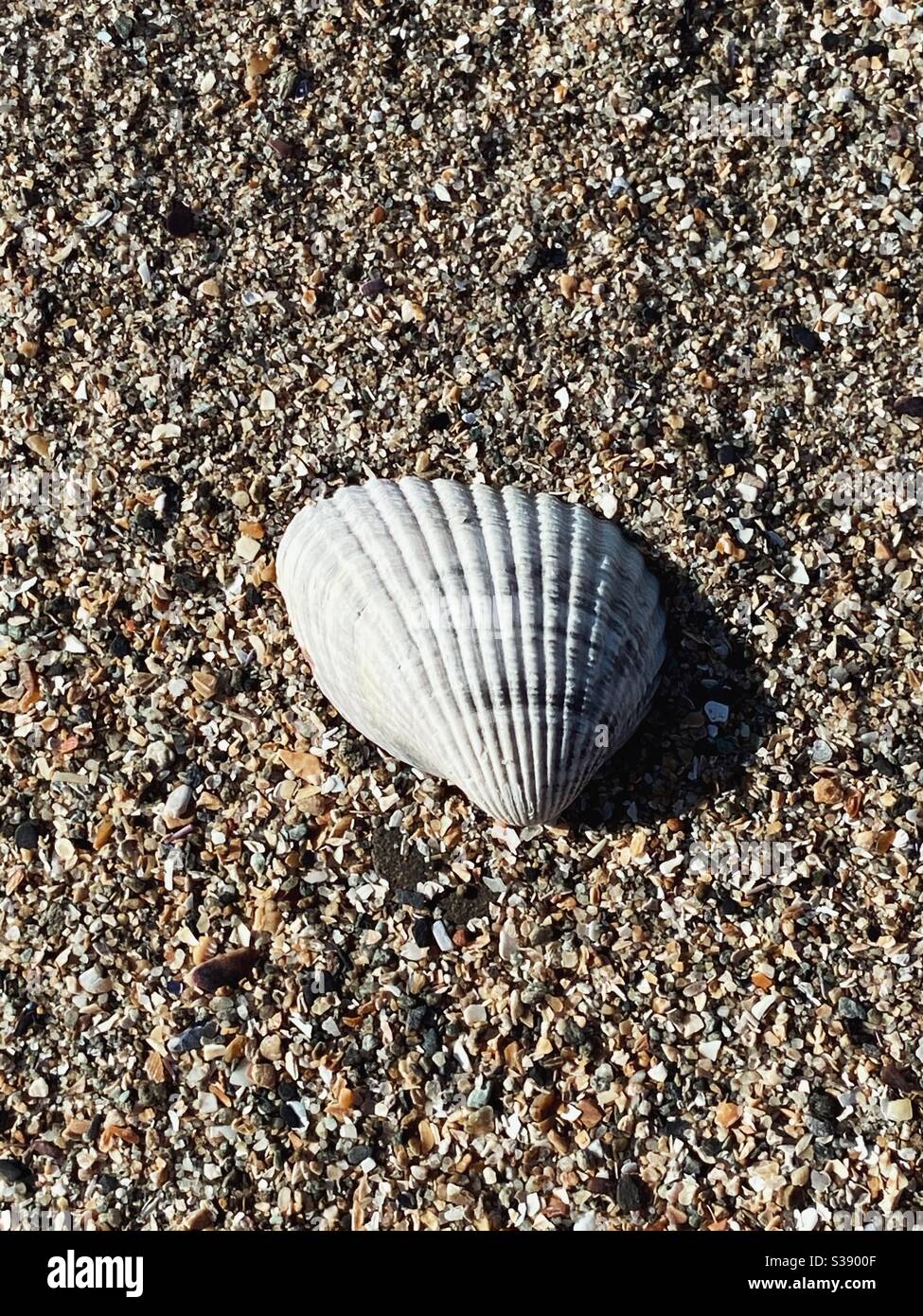 Fan Shaped Shell High Resolution Stock Photography and Images - Alamy