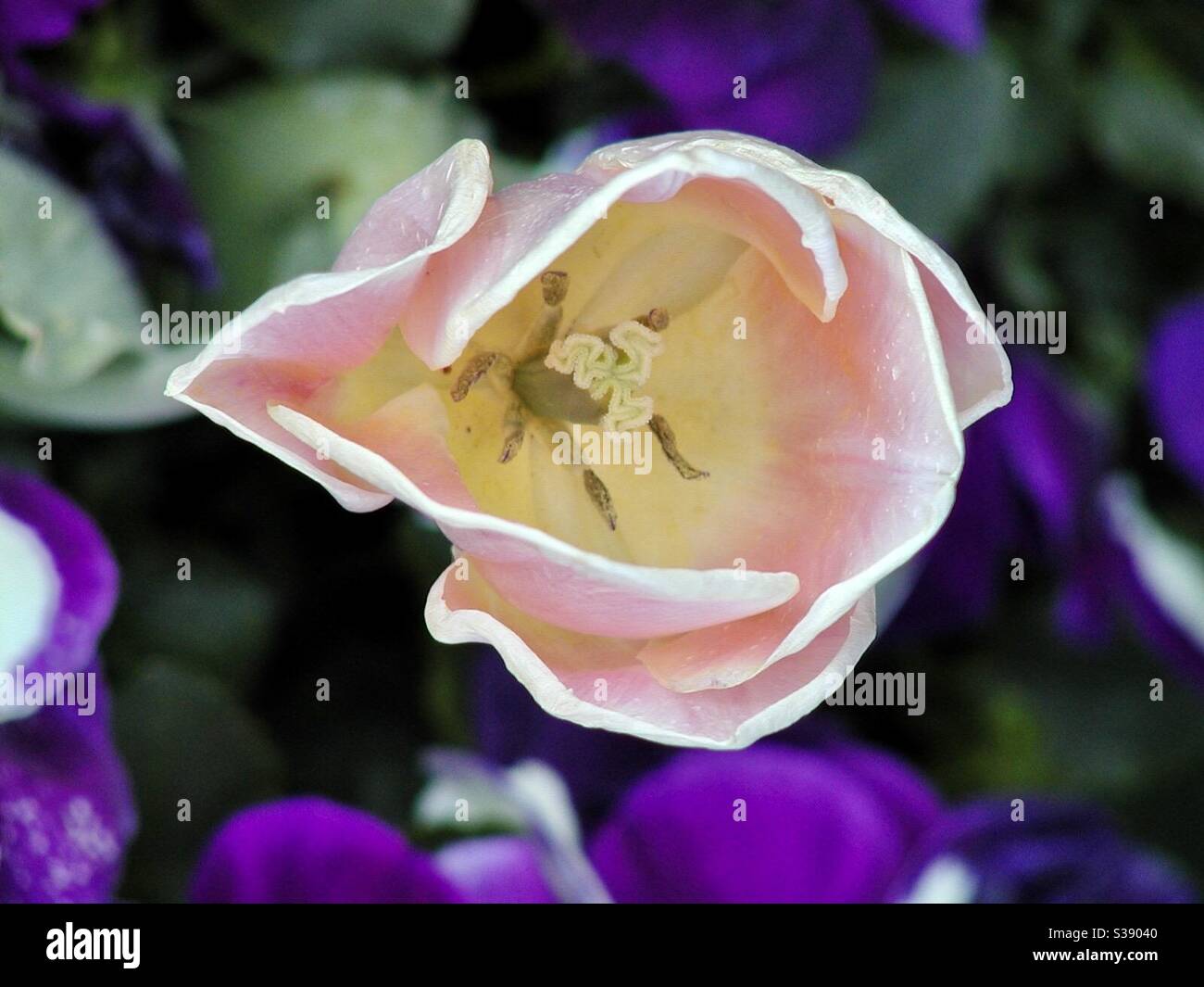 Inside of a tulip hi-res stock photography and images - Alamy