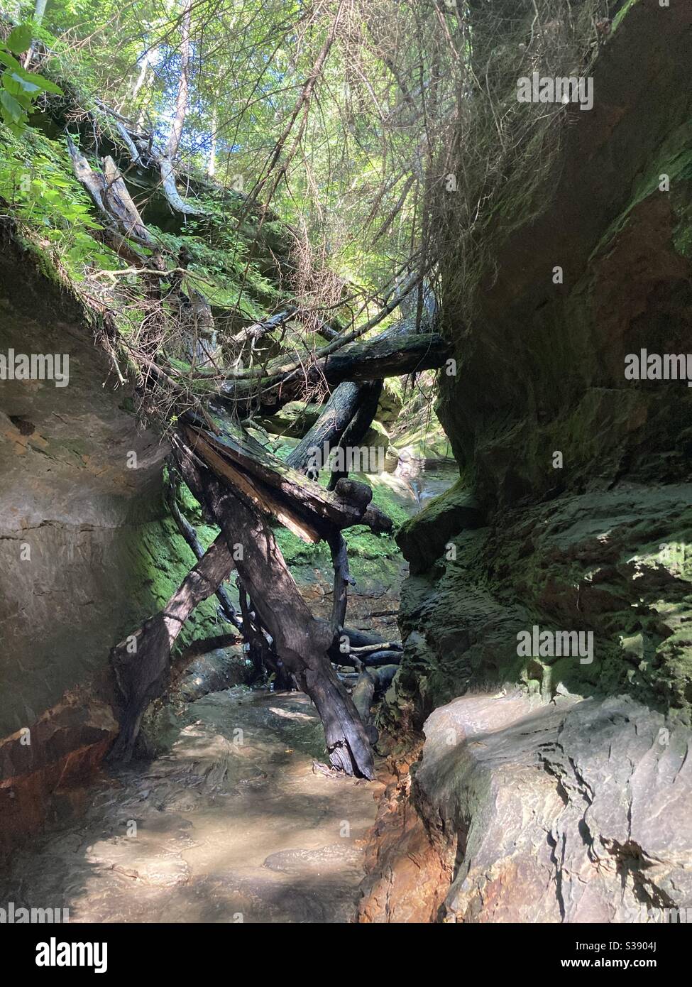 Stream and trees hi-res stock photography and images - Alamy