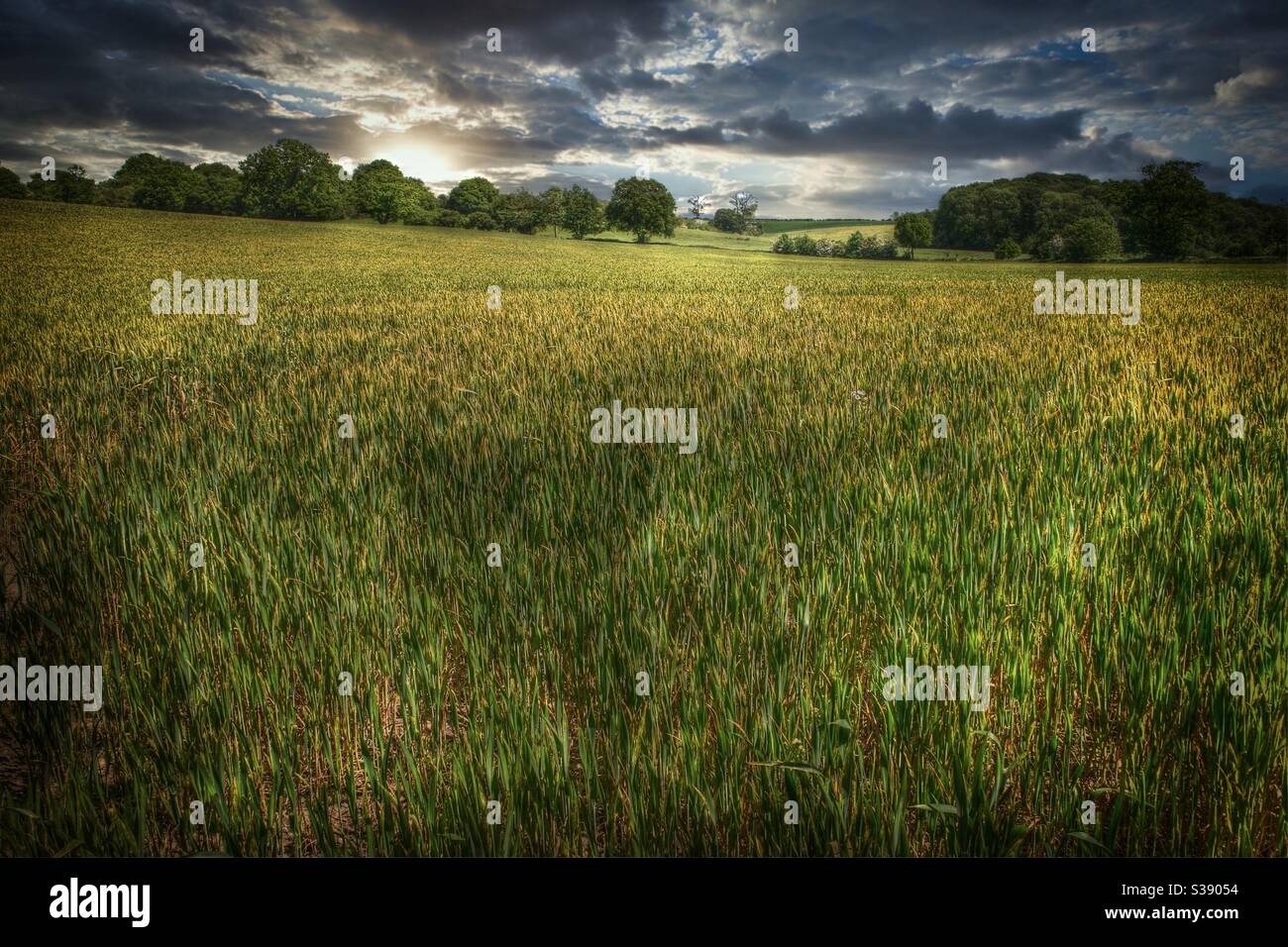 Suffolk fields hi-res stock photography and images - Alamy