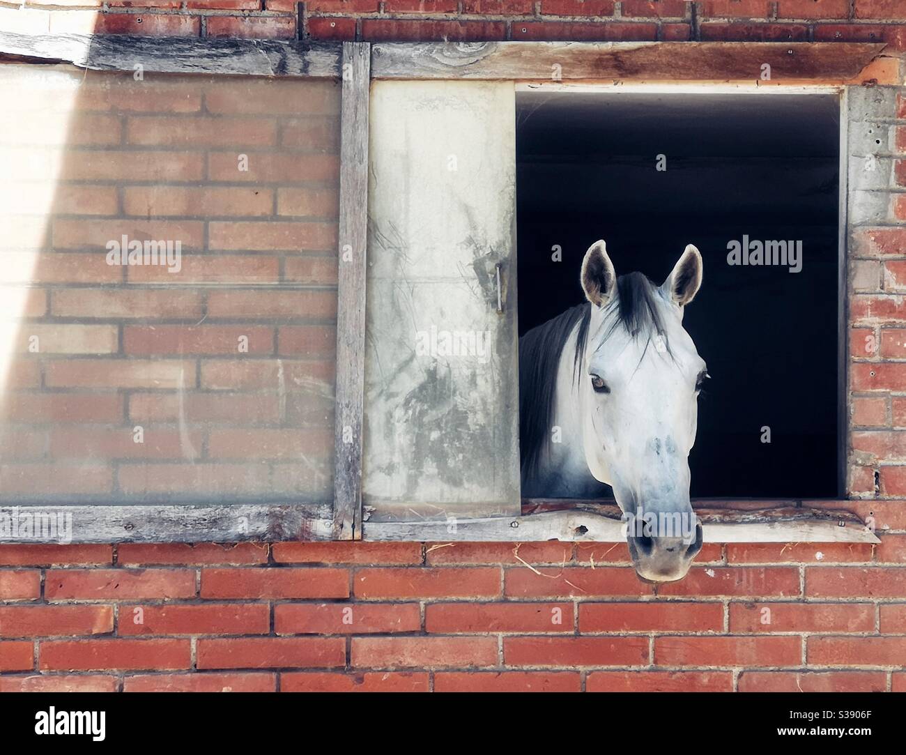 Grey horse peering though stable window Stock Photo - Alamy