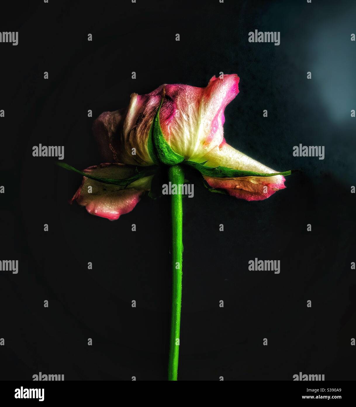 Wrinkled rose hi-res stock photography and images - Alamy