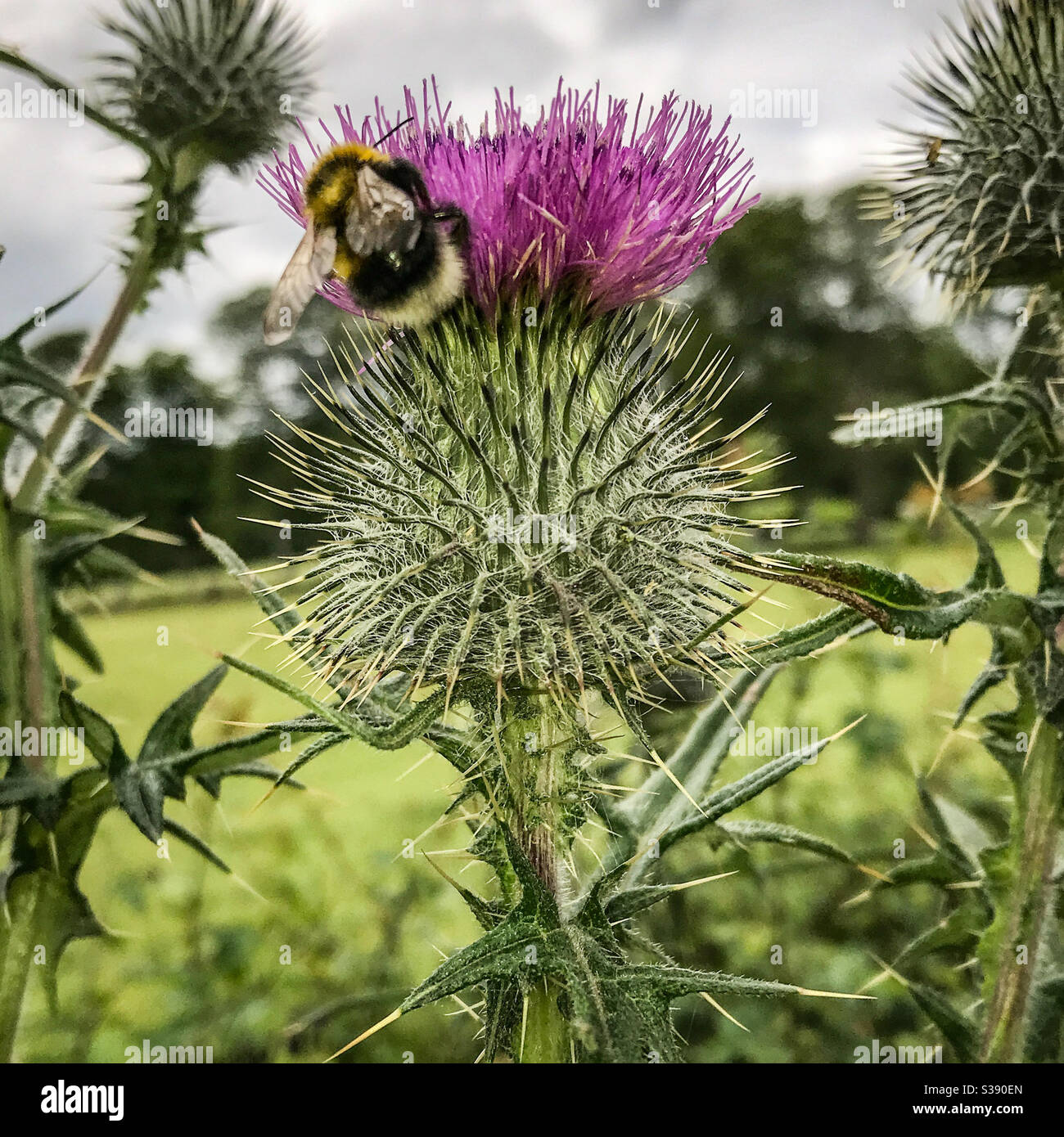 Scottish bee on thistle hi-res stock photography and images - Alamy