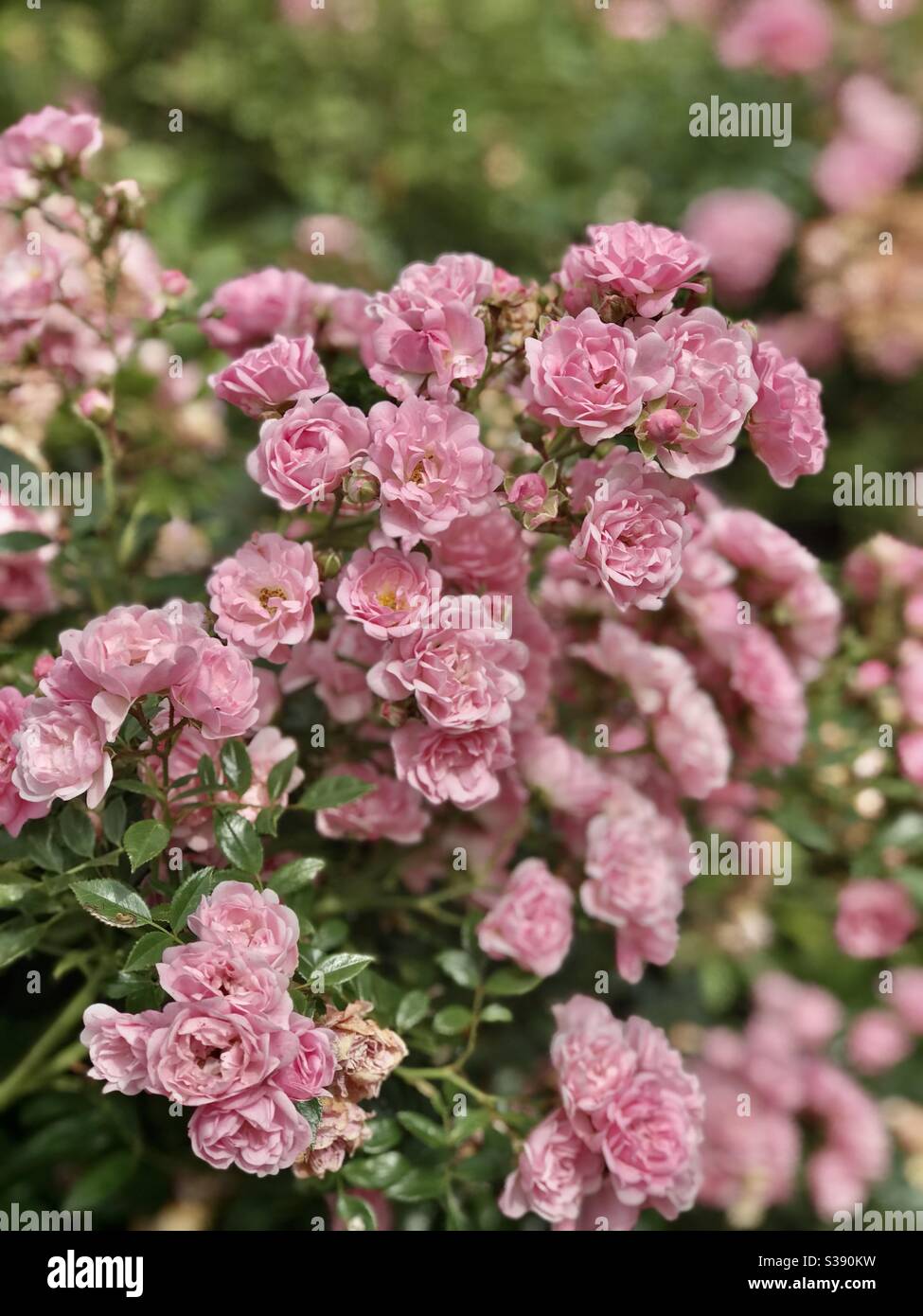 Rosa mundi hi-res stock photography and images - Alamy