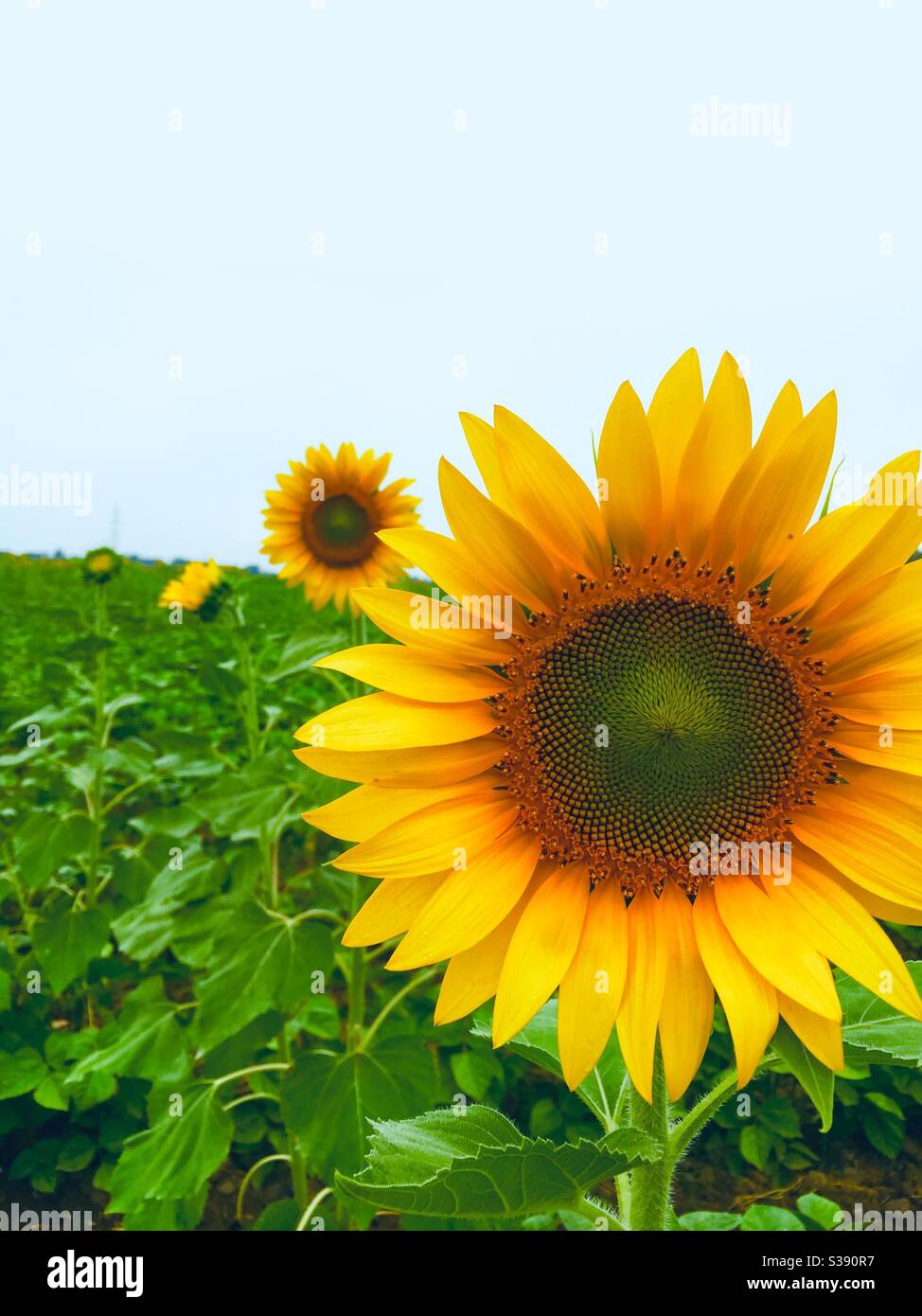 Two sunflowers facing at the camera Stock Photo - Alamy