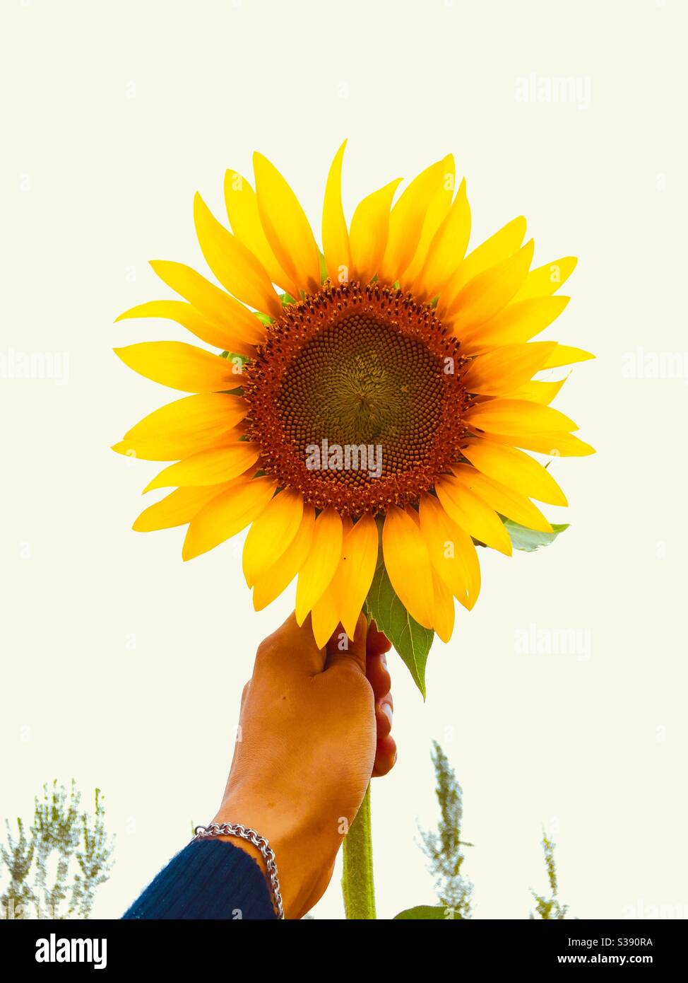 Hand Holding Sunflower High Resolution Stock Photography and Images - Alamy