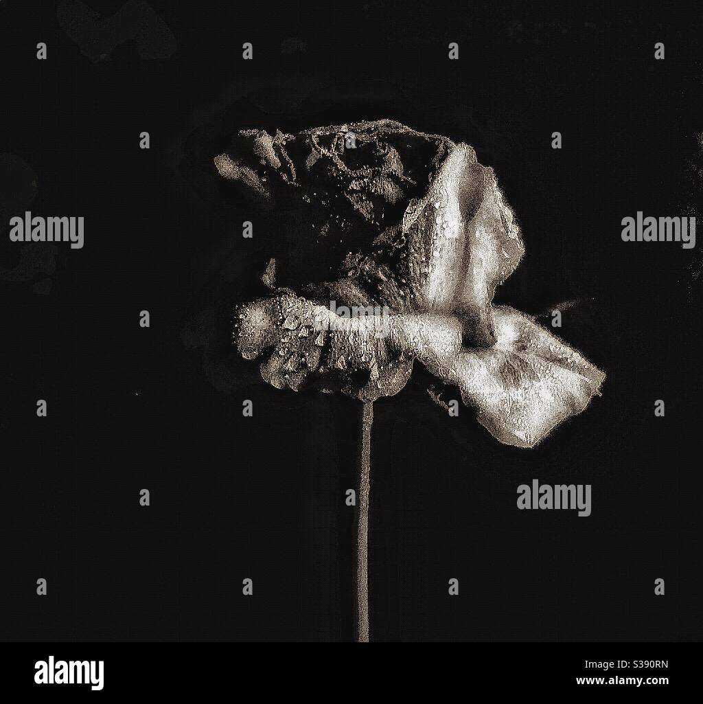 Dank rose hi-res stock photography and images - Alamy