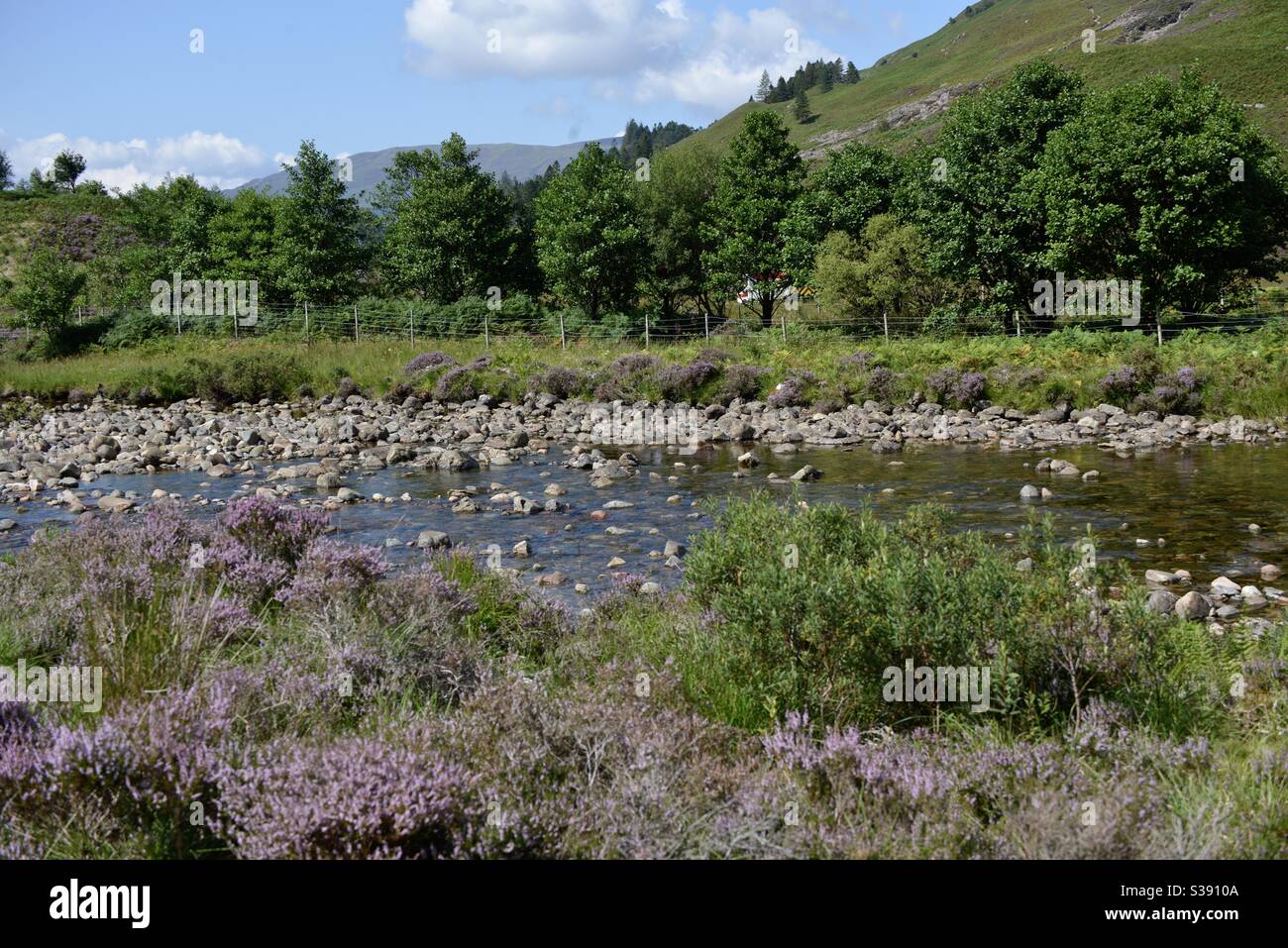 Scottish heather hi-res stock photography and images - Alamy